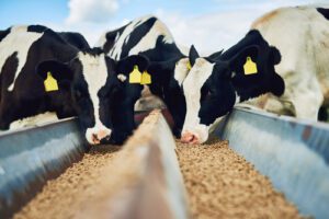 Bloat in Cattle: What You Need to Know | Lethbridge Animal Clinic